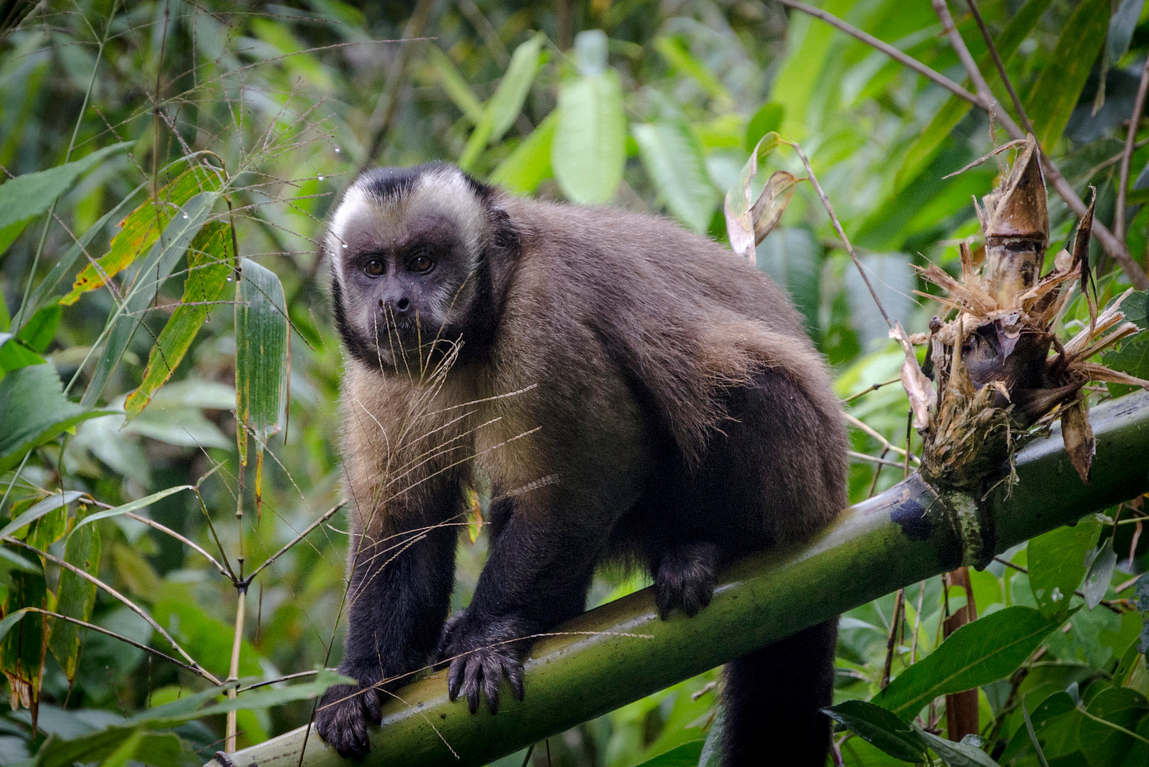 Cuatro días en el Amazonas peruano, el Parque Nacional del Manu